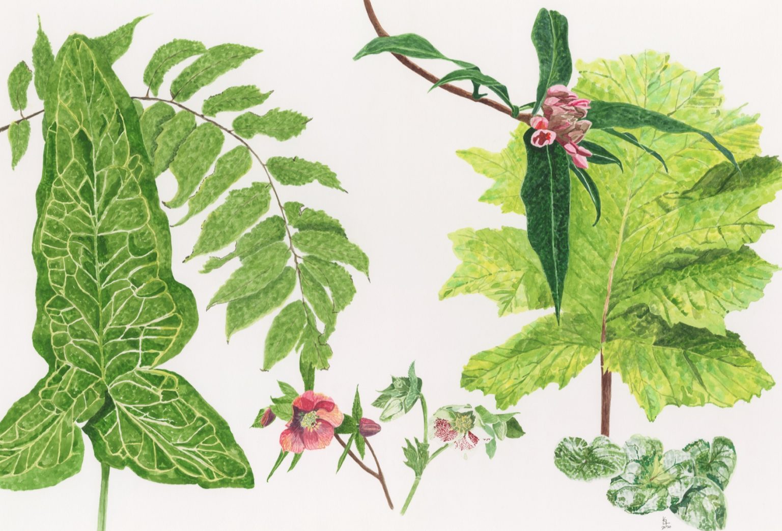 January - when there’s no colour in the garden - Bromley House Library 18